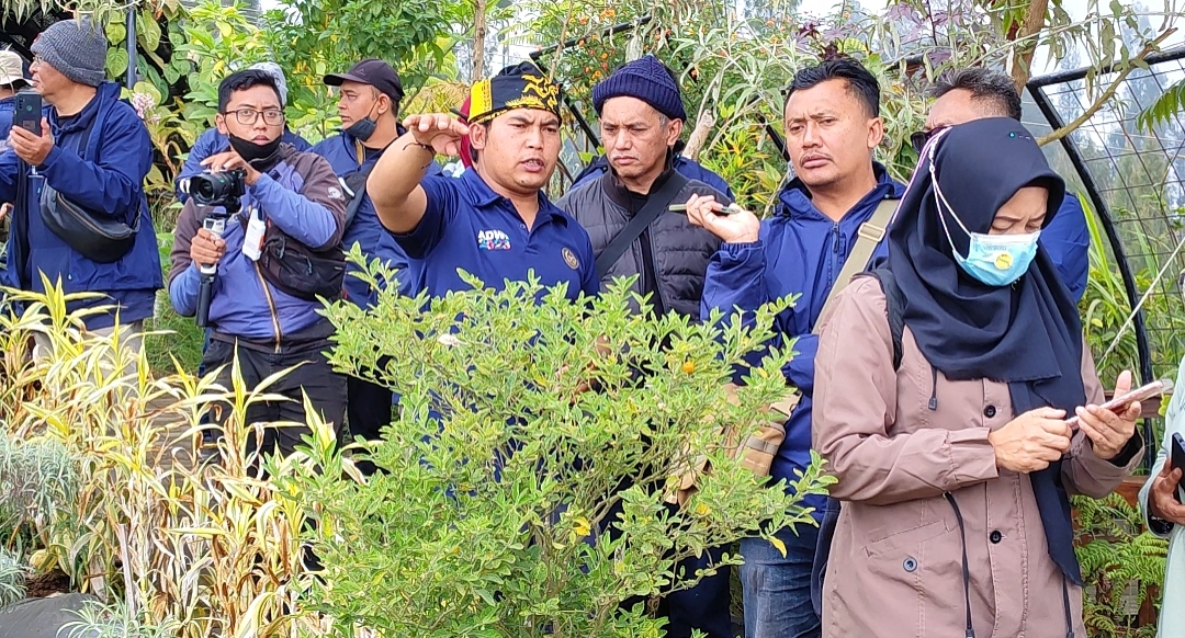 Mengenal Budidaya Bunga Edelweiss Bromo Binaan Bank Indonesia - Super ...