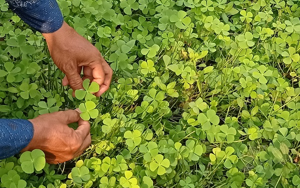 Geliat Kampung Semanggi Dimulai dari Gigihnya 5 Petani Sememi Surabaya ...